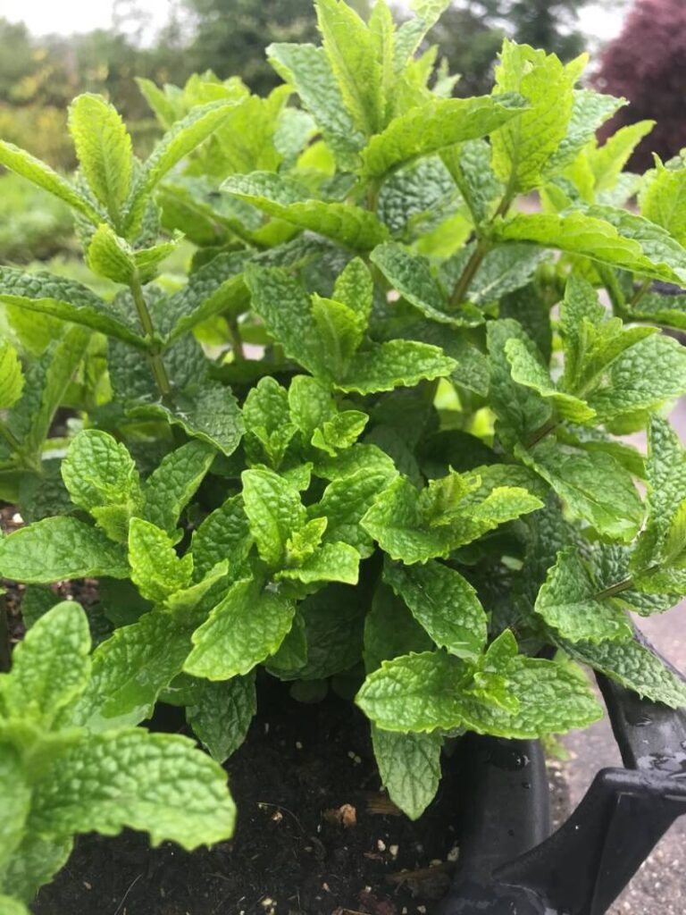Marokkaanse Munt - Mentha spicata 'Maroccan' | Zorgkwekerij Smaak
