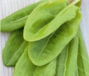 Zuring - Rumex Acetosa H. Zaden | Zorgkwekerij Smaak